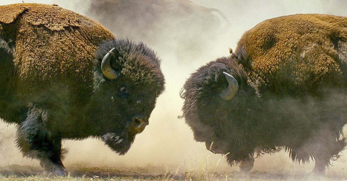 To bisonokser kæmper om magten - vinderen får adgang til et harem med ...